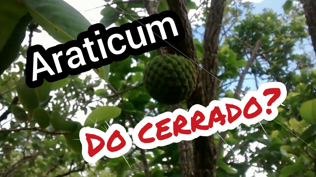 Araticum! Fruto Do Cerrado, Espécie De Graviola e Ata Ou Pinha. CONHEÇA ...