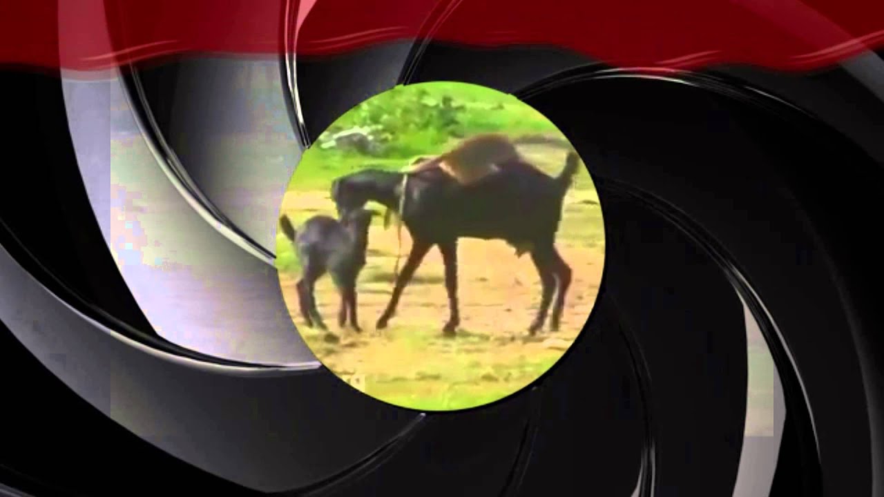 (MLG) Monkey Trolls GOAT - YouTube