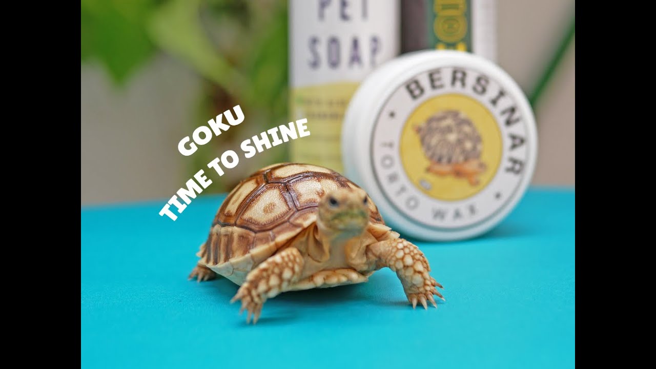 Tortoise Grooming Time using Reptile Soap, Reptile Oil & Tortoise Wax ...