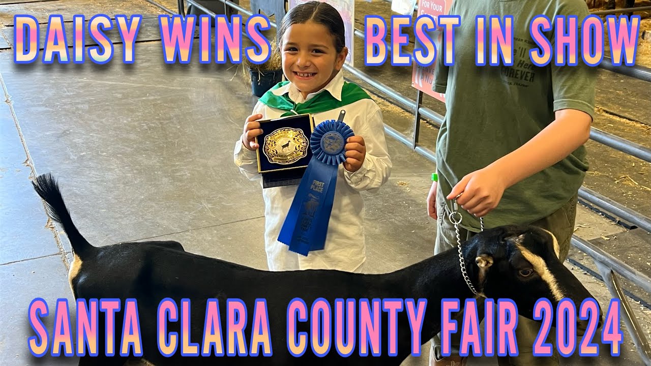 4H Dairy Goat Pee Wee Showmanship - YouTube