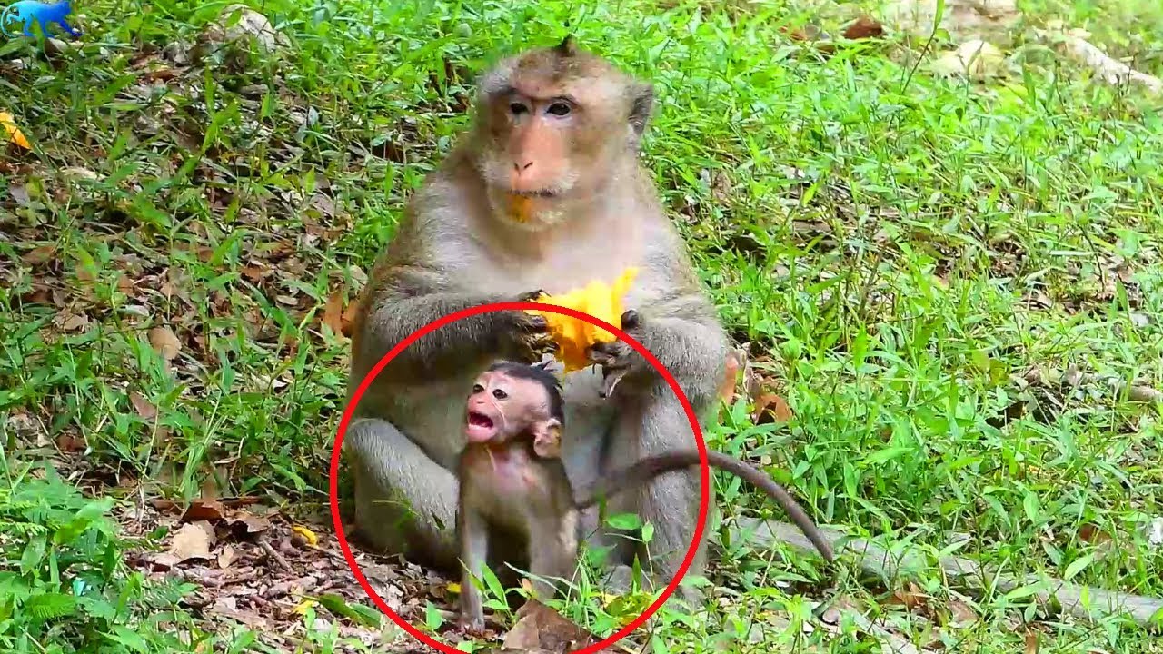 Poor baby monkey Nanda cry need mom for help, Why little baby monkey ...