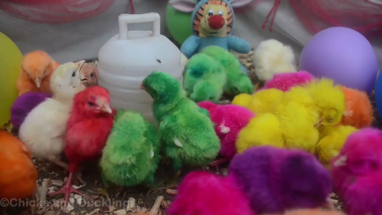 Colorful Chicks Eating Food Hatching | Colored Baby Chicks Chirping ...