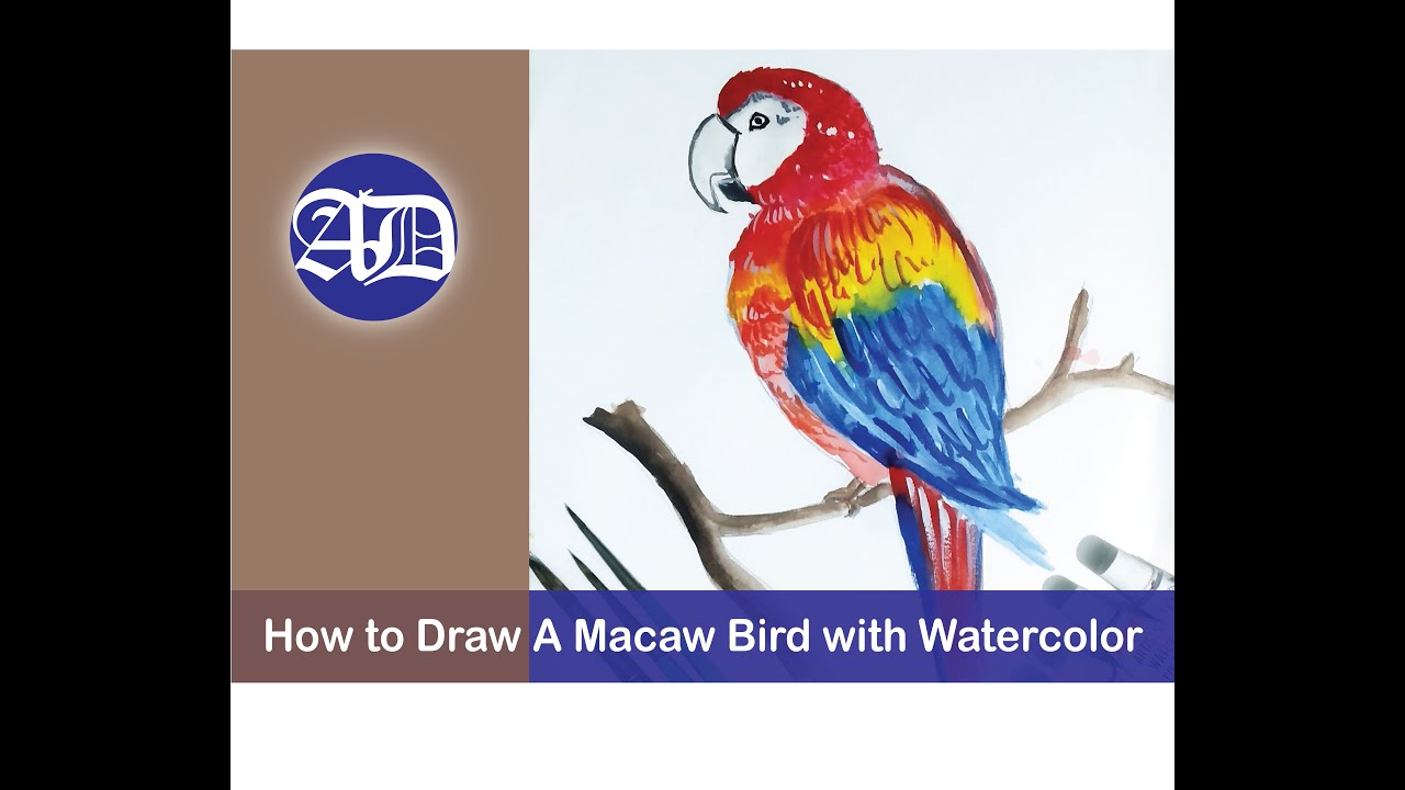 How to Draw A Macaw Bird with Watercolor #antaraartcafe - YouTube