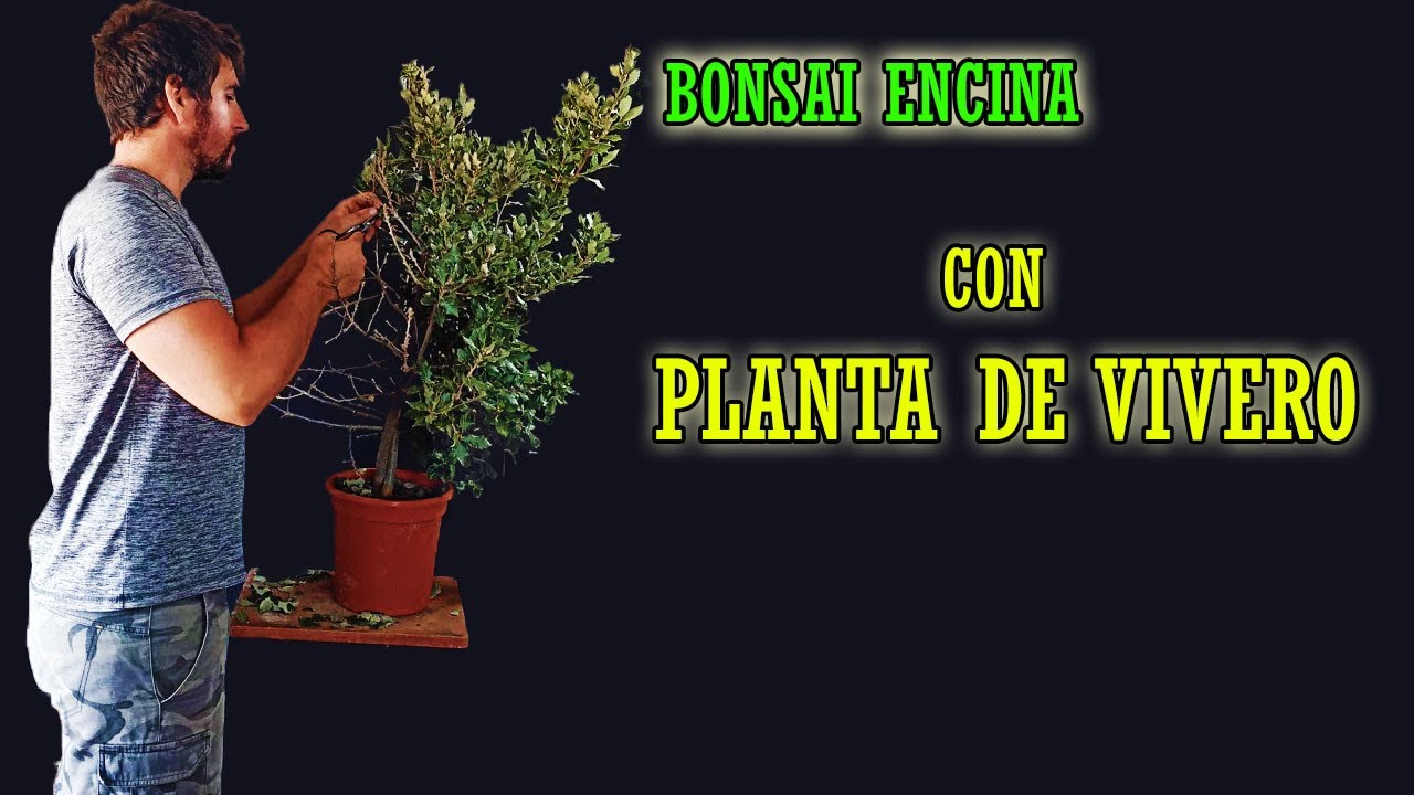Diseñamos una encina comercial para bonsai PASO A PASO - YouTube