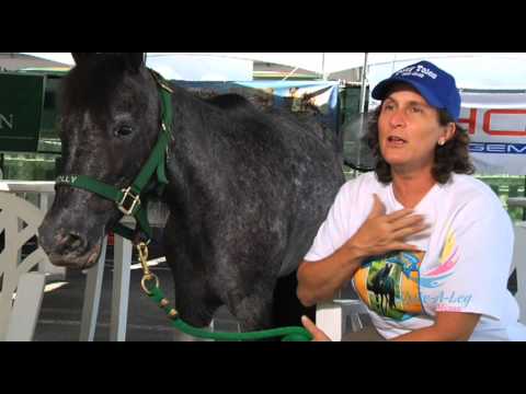 Molly the 3 legged pony - YouTube