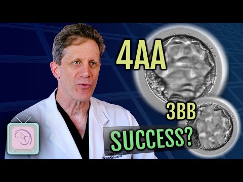 How Are Embryos Determined To Be Viable Ivf