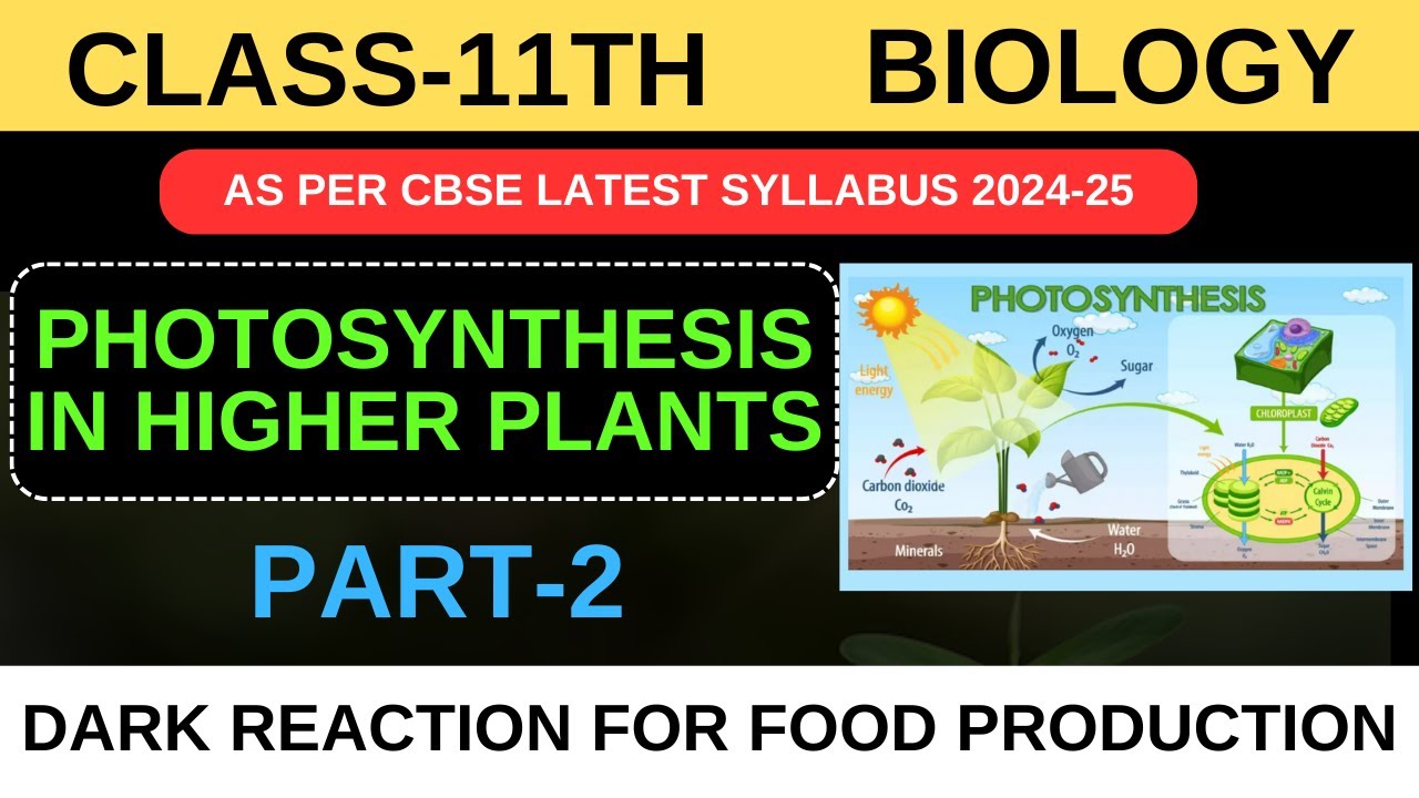 PHOTOSYNTHESIS IN HIGHER PLANTS| CLASS-11TH BIOLOGY|DARK REACTION FOR ...