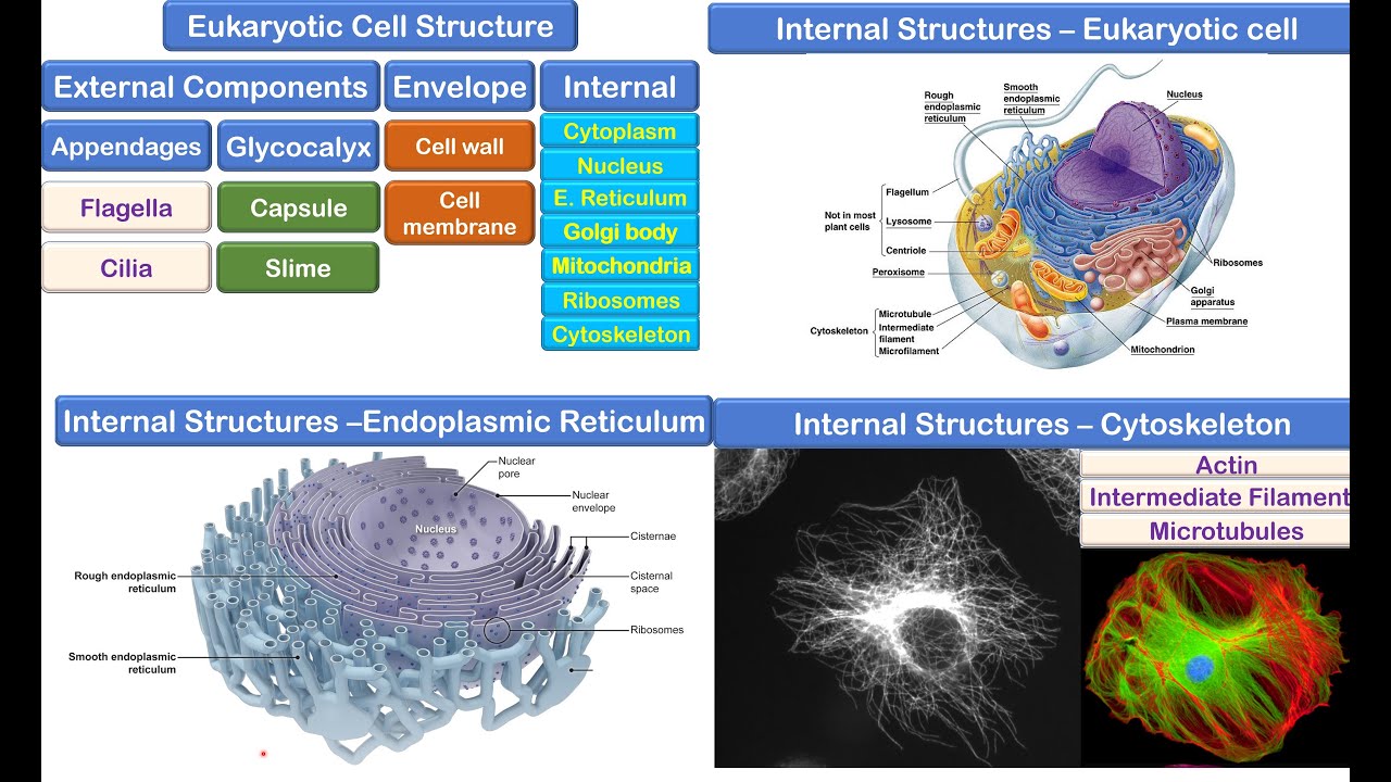Eukaryotic Cell - Protozoa, Fungi and Helminths - YouTube