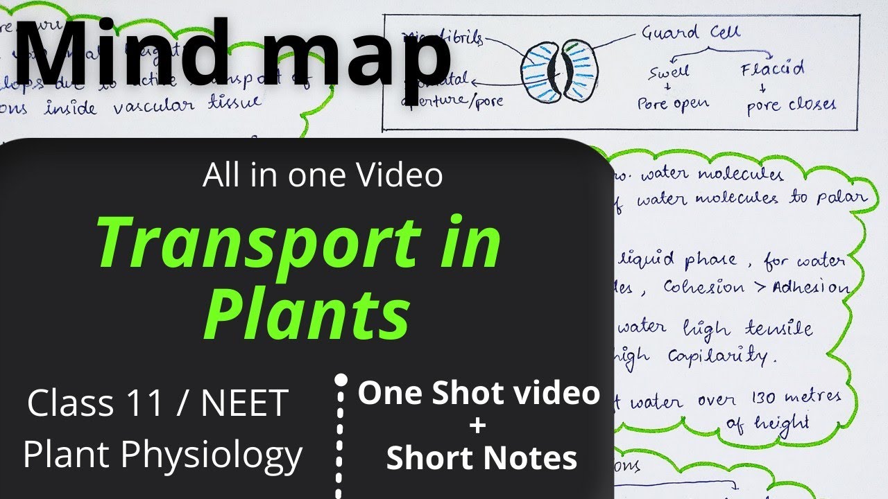 Transport in plants - Plant physiology NEET Class 11 Mind map One shot ...