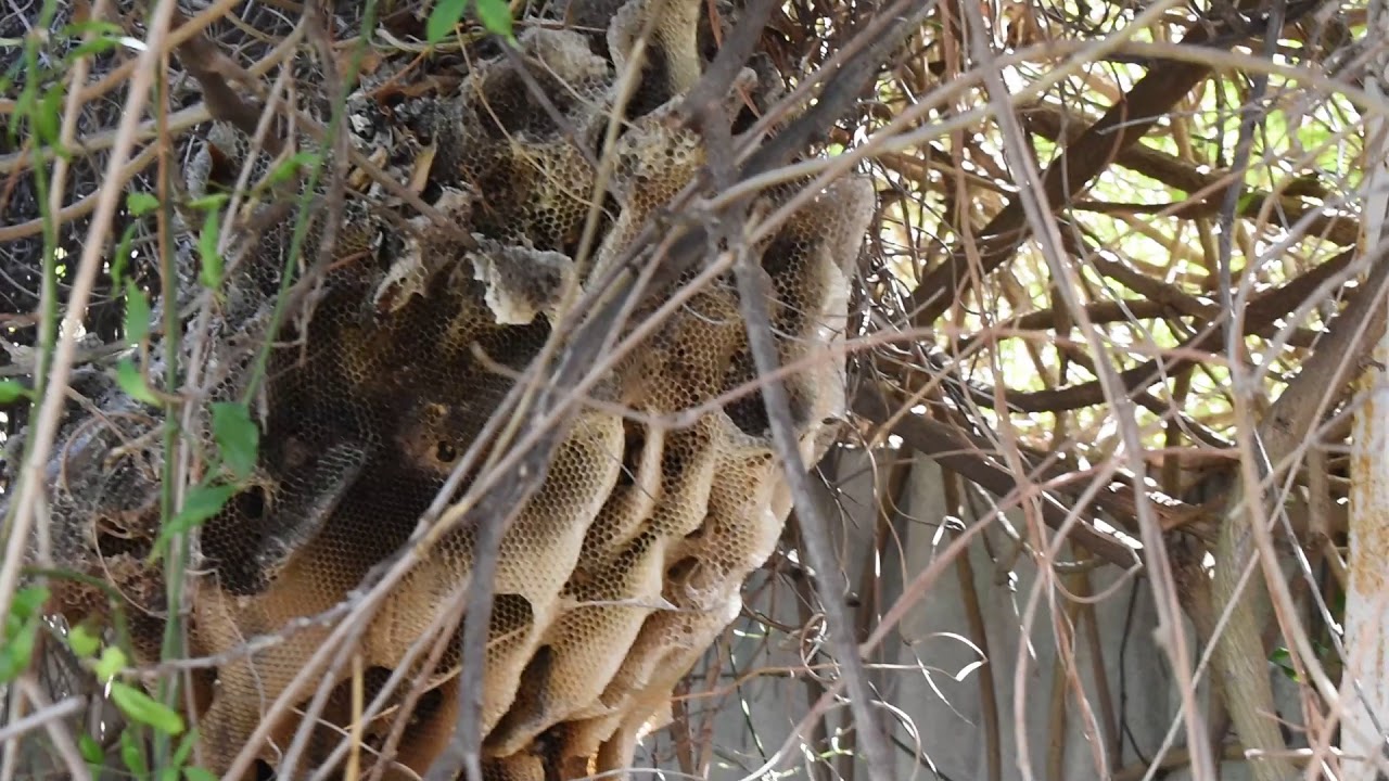 Monster Beehive - YouTube