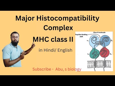 Major histocompatibility complex Class II in Hindi - YouTube