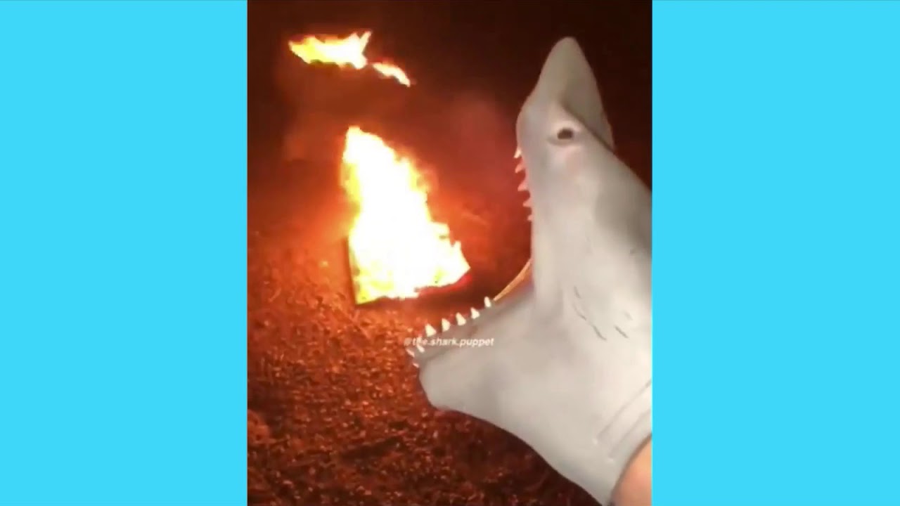 Shark puppet vine - YouTube