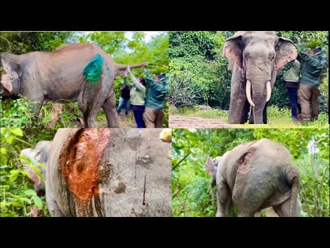 Emergency treatment for seriously injured tusk elephan(ඇතාට හදිසි ප් ...