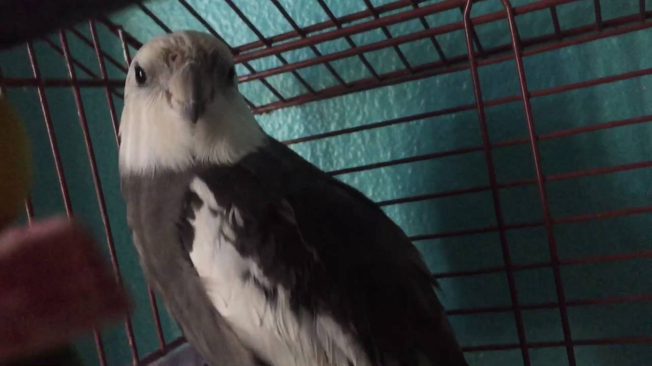 Very Happy cockatiel - YouTube