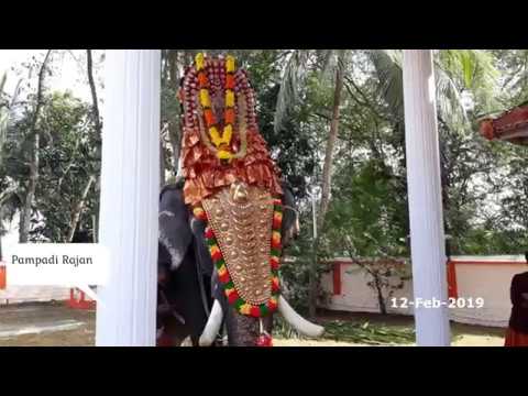 Pampadi Rajan | Murikkumpuzha Devi Temple Festival 2019 - YouTube