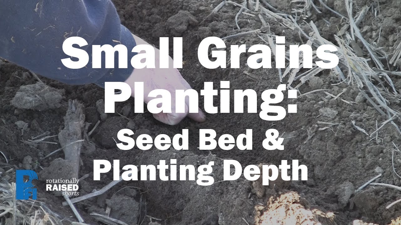 Small Grains Planting Depth and Seed Bed Prep - YouTube