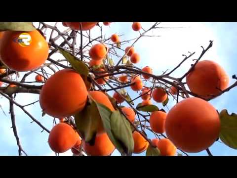 GÖYÇAYDA XURMA YIĞIMI GECİKİR