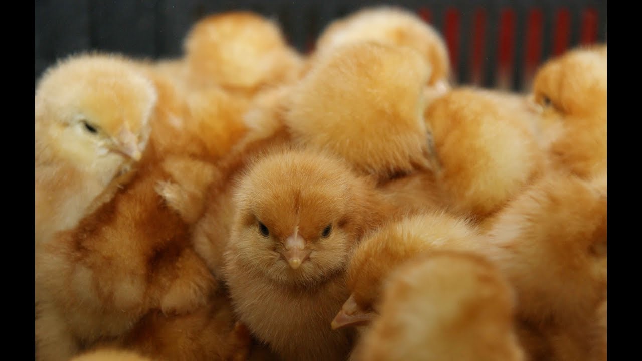 Layers chicks nepal - YouTube