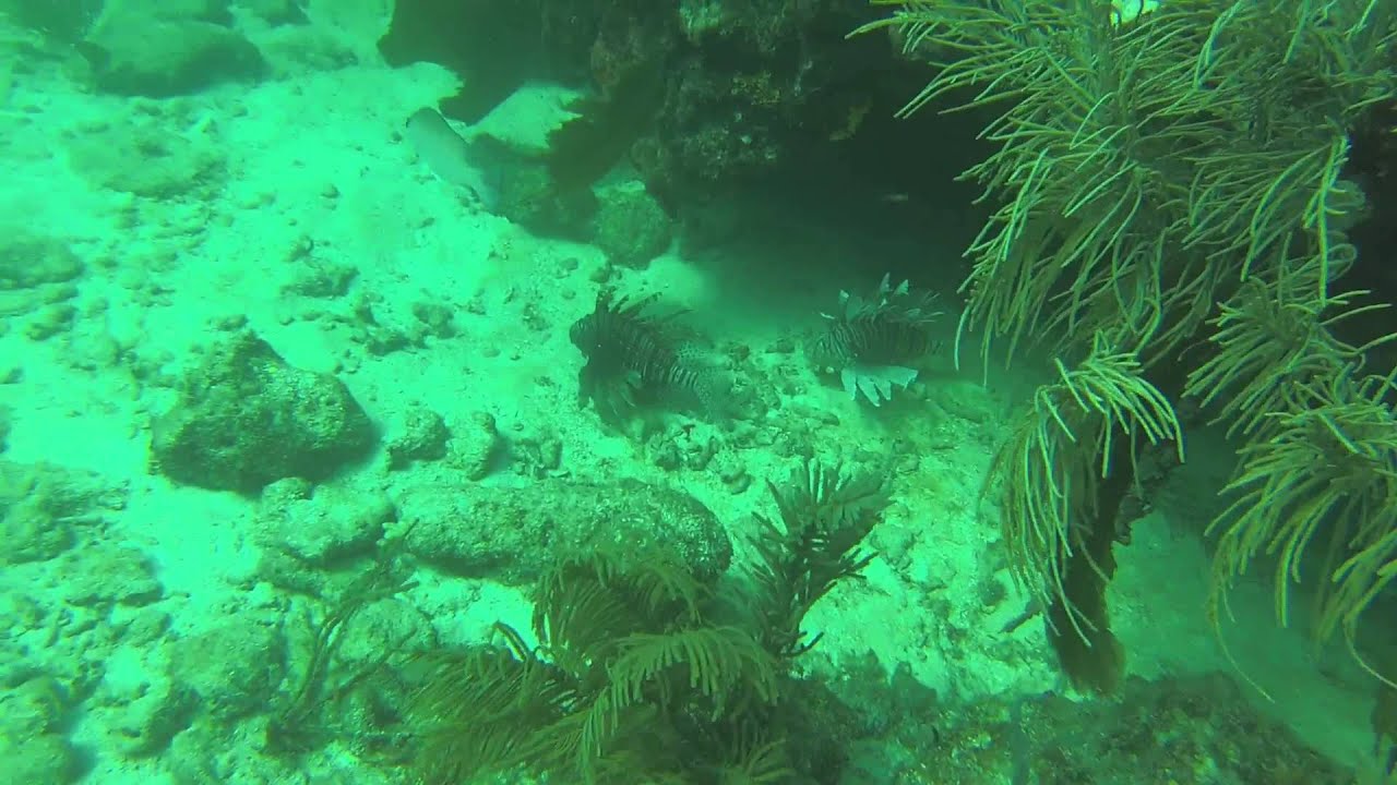 big lionfish on looe key - YouTube