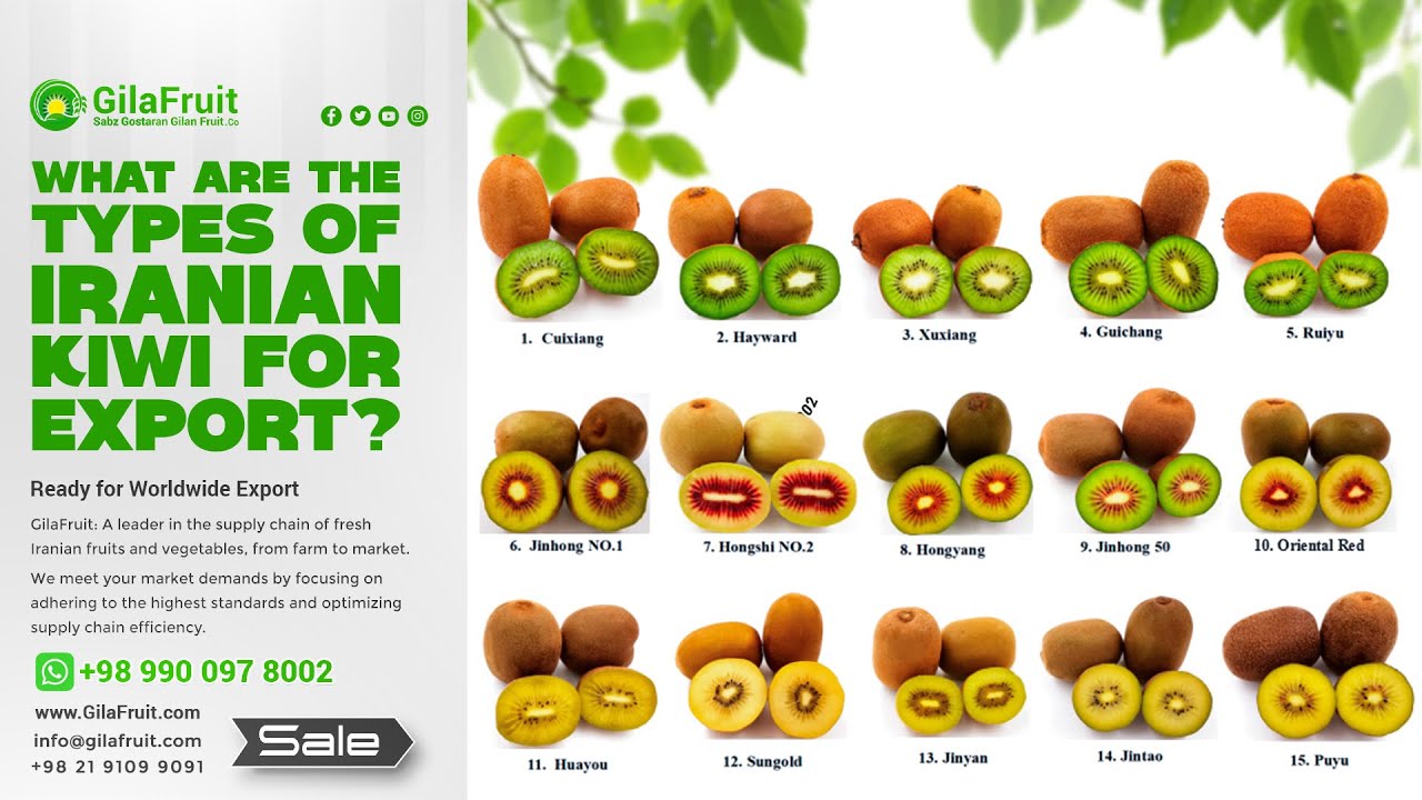 What are the Types of Iranian kiwi for export? - YouTube