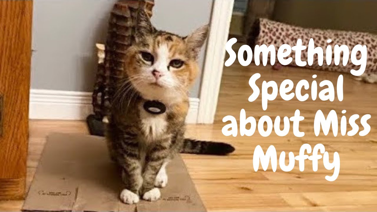 Not your Typical Senior Cat | Miss Muffy Still Going Strong 😸 - YouTube