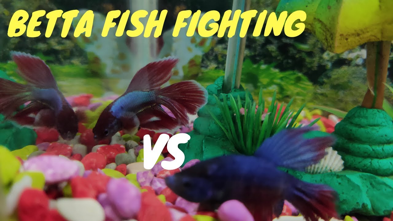 Betta fish fighting Each other.. Wow Amazing - YouTube