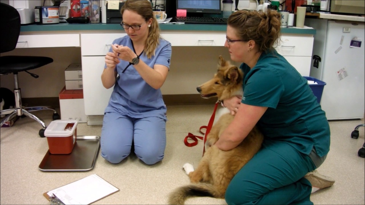 Task 36: Subcutaneous Injection - Dog - YouTube