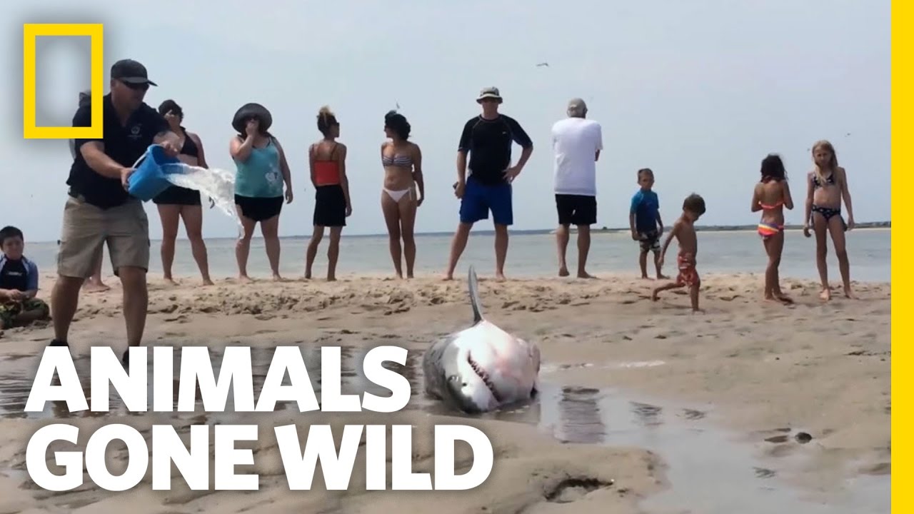 Saving a Stranded Shark | Animals Gone Wild - YouTube