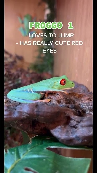 Help Name Our Red-Eyed Tree Frogs! 🐸 - YouTube