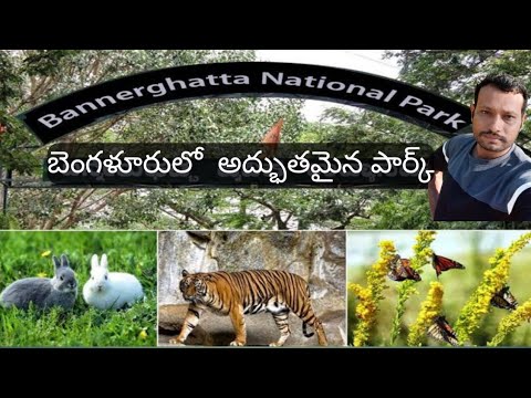 Bannerghatta National Park | Butterfly Park in Bangalore | - YouTube