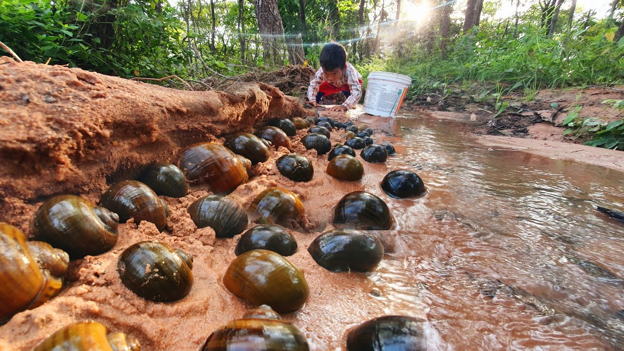 amazing fishing! a lots of snail at special place after rainy yet catch ...