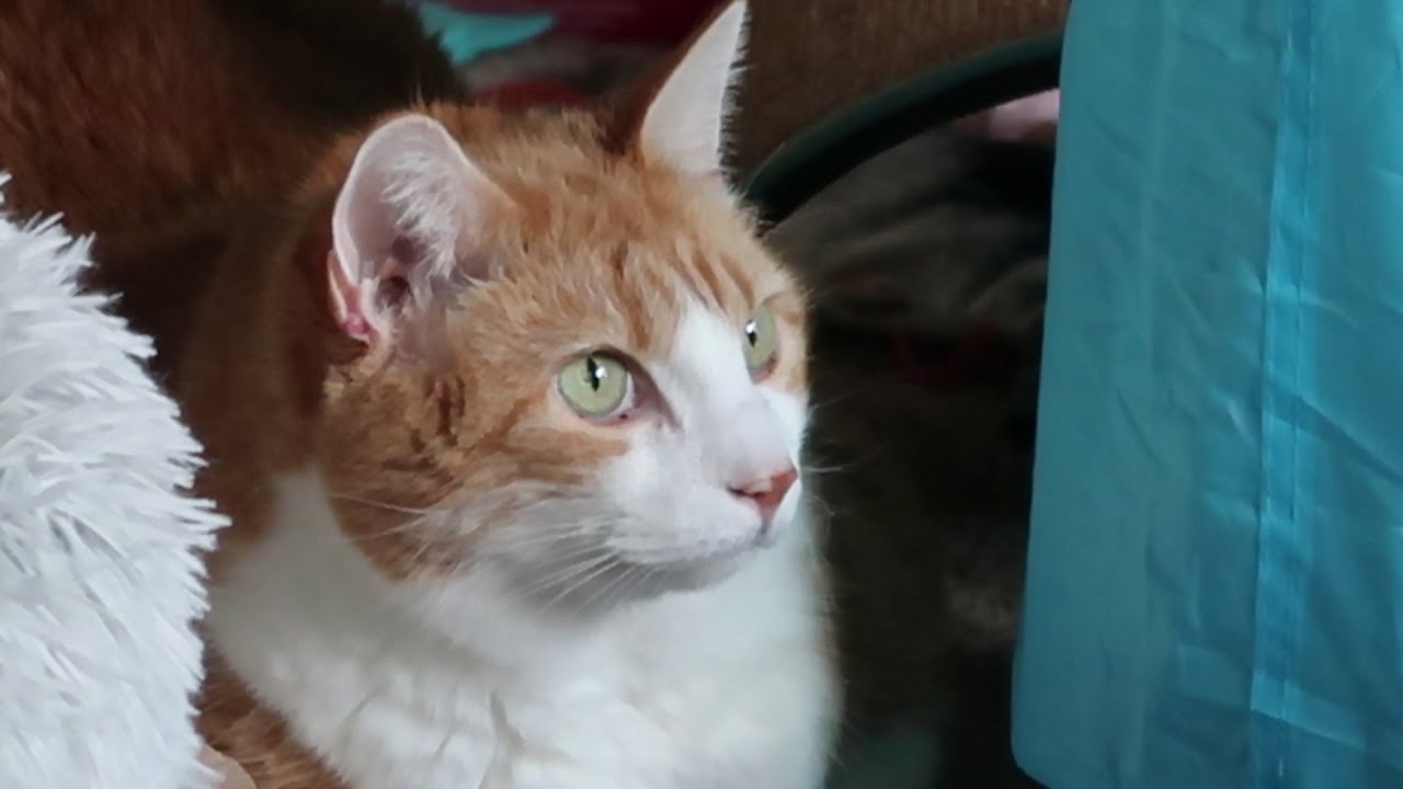 Cat Watches Birds From Afar - YouTube