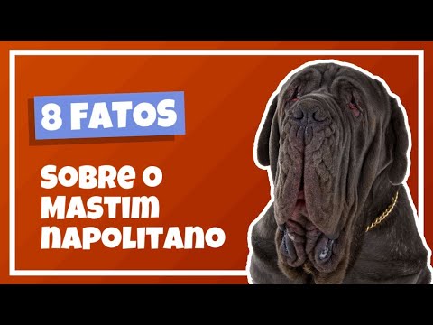 8 CURIOSIDADES SOBRE O MASTIM NAPOLITANO - Cinobras TV