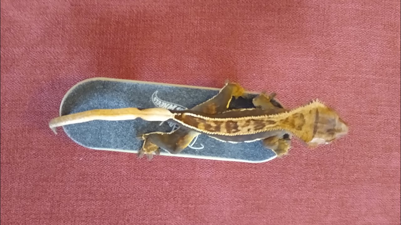 stuff crested geckos can do - YouTube