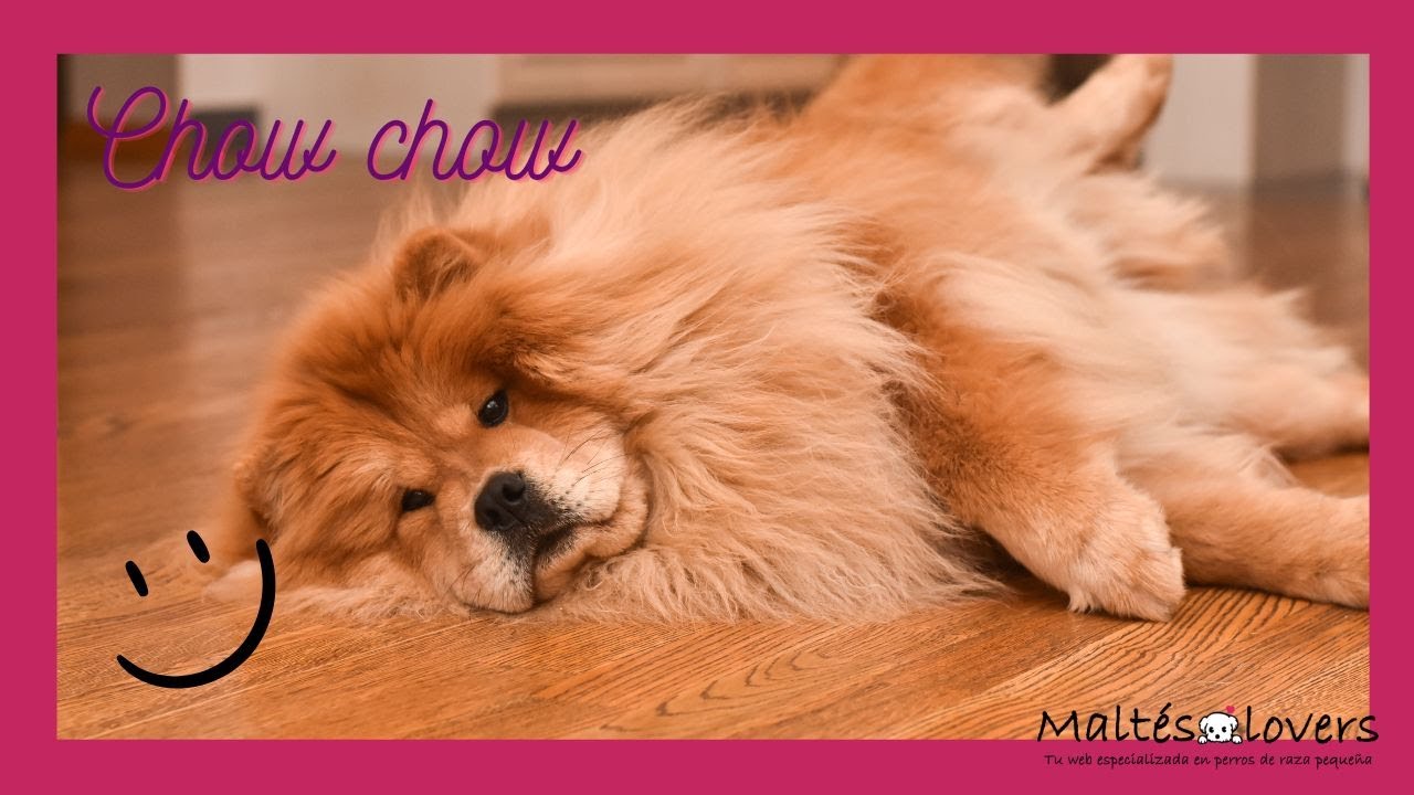 Chow Chow y donde adquirir uno en España - YouTube