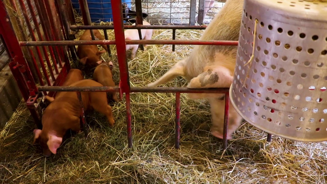 Minnesota Zoo Virtual Farm Babies - Piglet video 3 - YouTube