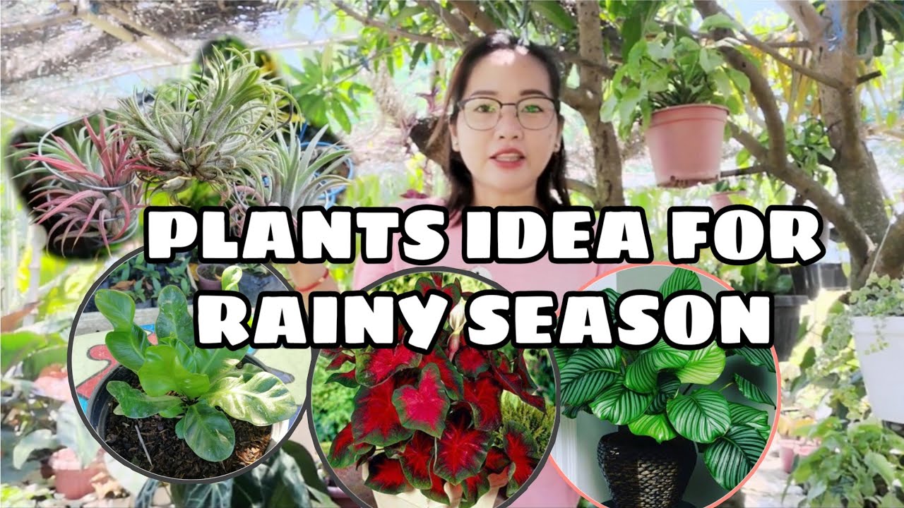 MGA HALAMANG MAGANDANG ALAGAAN KAHIT TAG-ULAN|PLANTS IDEA FOR RAINY ...