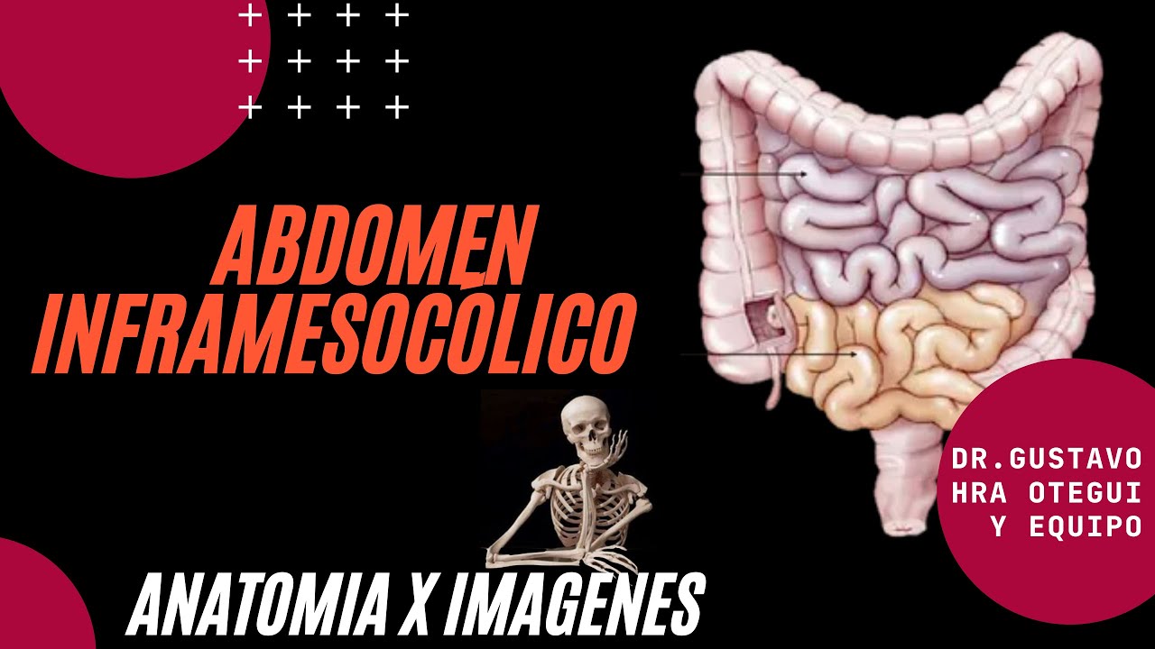 Abdomen Inframesocólico en imagenes - YouTube