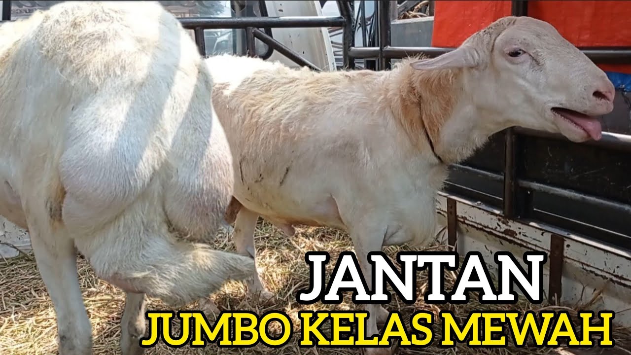 JENIS DOMBA EKOR GEMUK JANTAN JUMBO MASUK || PASAR HEWAN LIMPUNG KAB ...