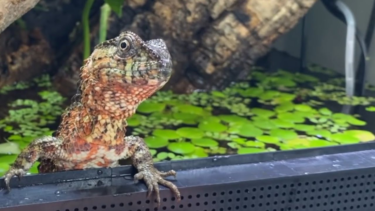 Chinese crocodile lizard RAREST Lizard On The Planet? | ReptileFactFile ...