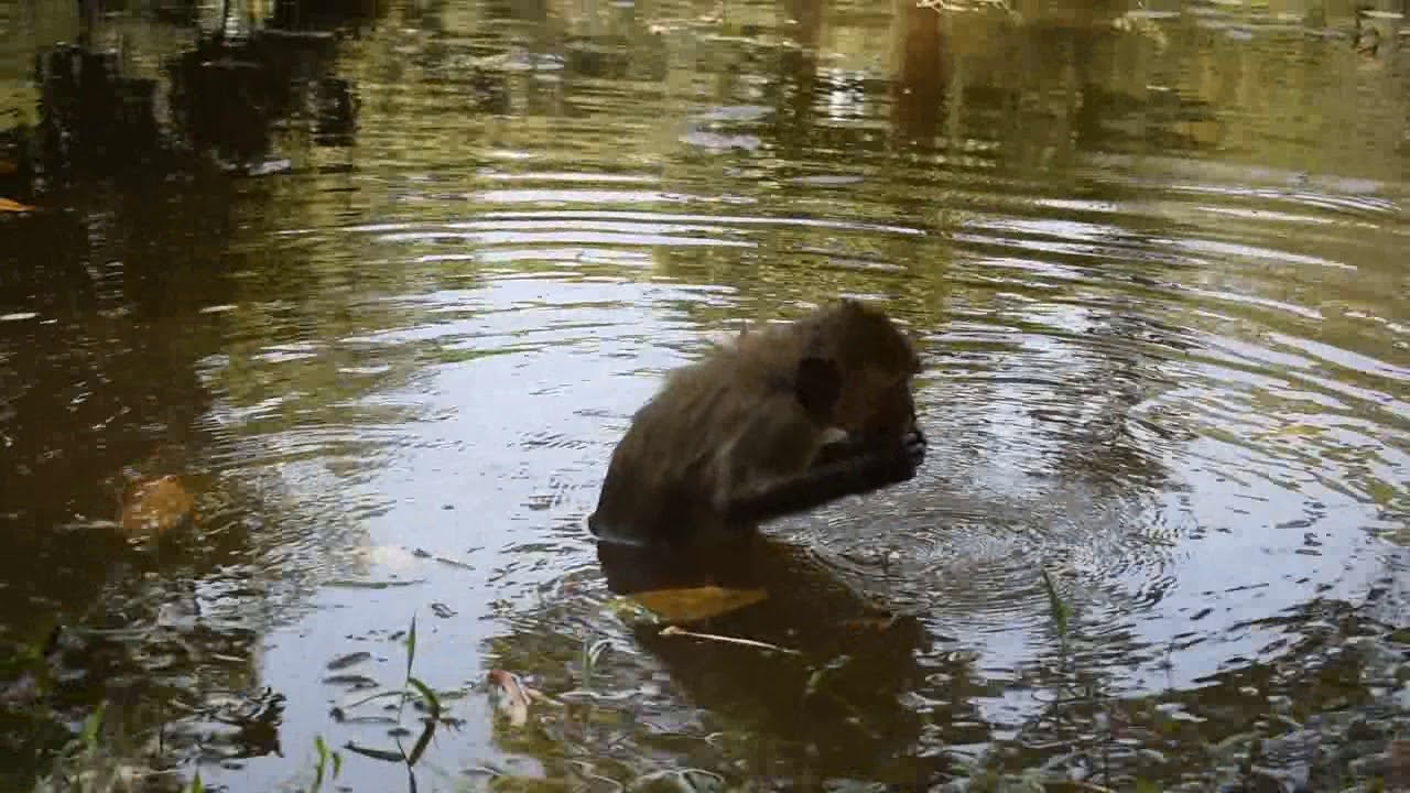 So Sweet Monkey Swimming, cool monkey /ak monkey zone/ - YouTube