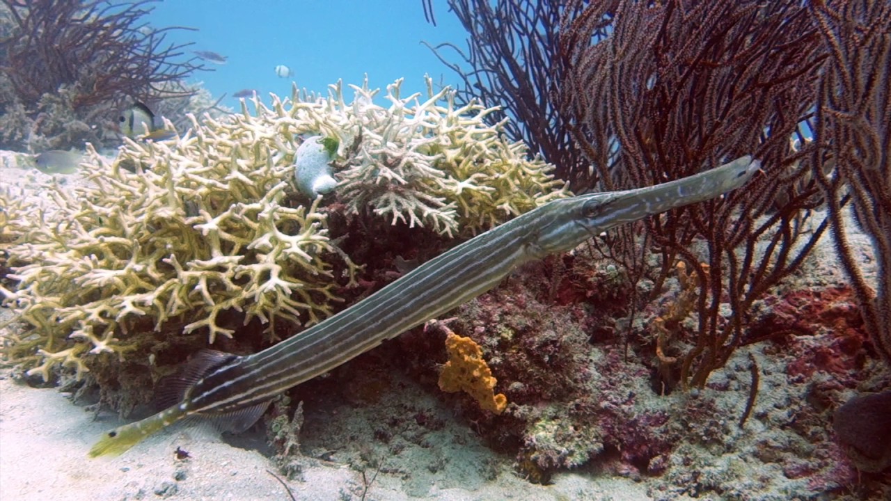 Le poisson-trompette, Aulostomus chinensis - YouTube