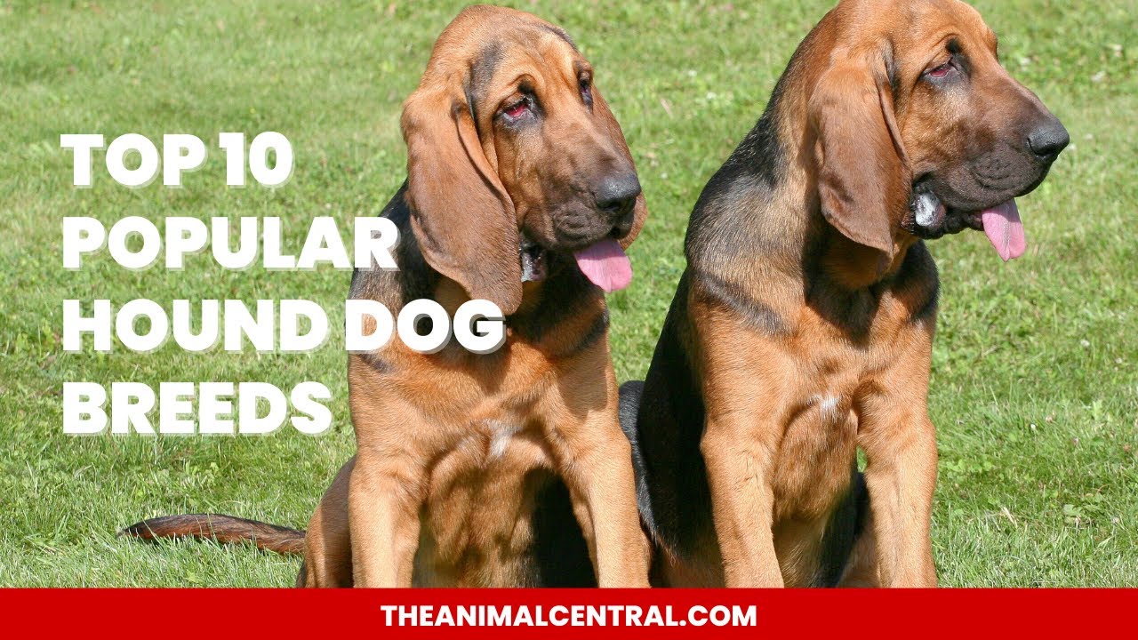 Top 10 popular hound dog breeds - YouTube