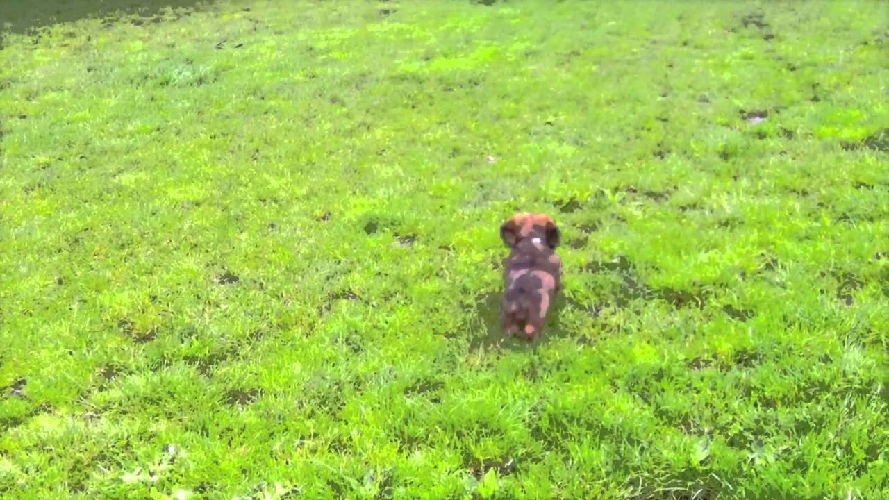 branston THE PUPPY DAXON - YouTube