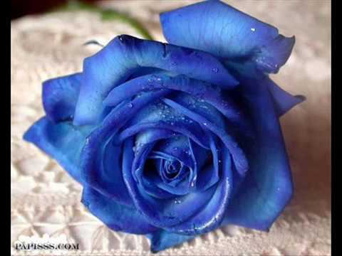 GAMSIZ HAYAT ACI GERÇEKLER YAŞAM VE SON ÖLÜM.wmv