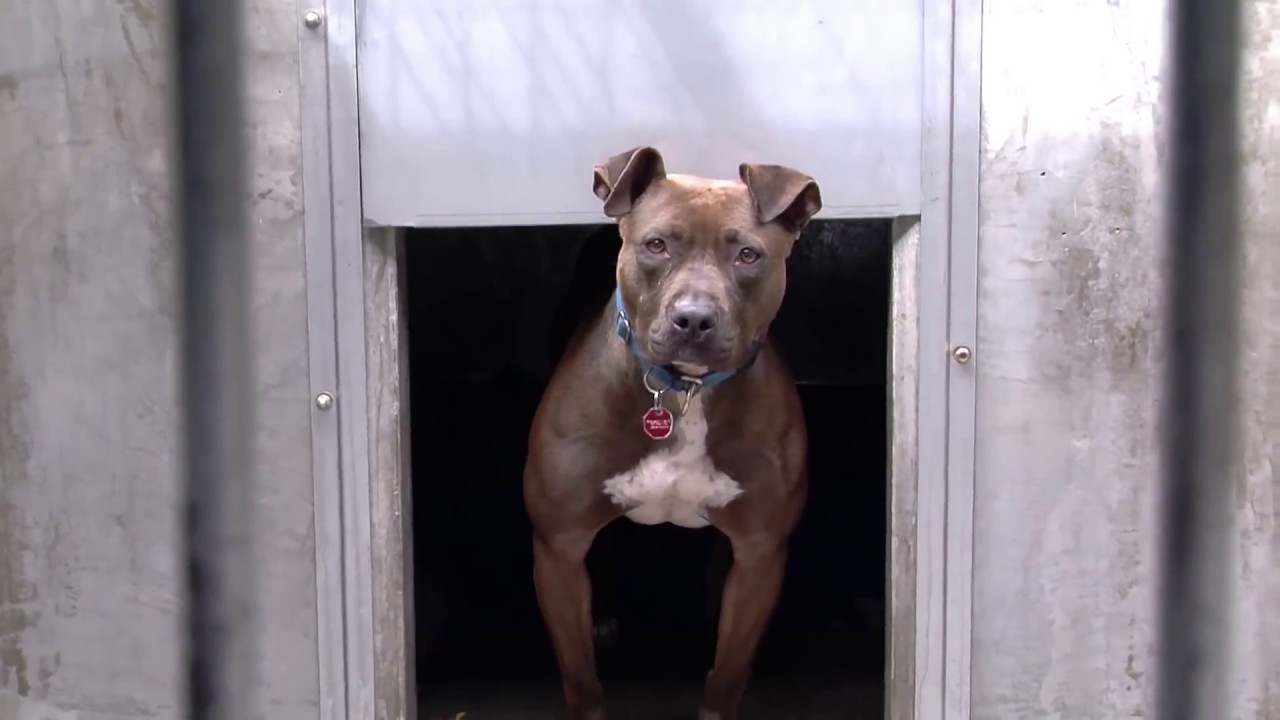 Students Saving Lives at Animal Shelters | Animal Behavior College ...