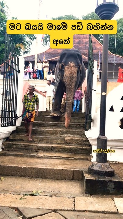 ඒයා පොඩ්ඩක් බයයි අනේ පඩි බහින්න අපි හිමිහිට බහිමු මාමේ 😀 Youtube