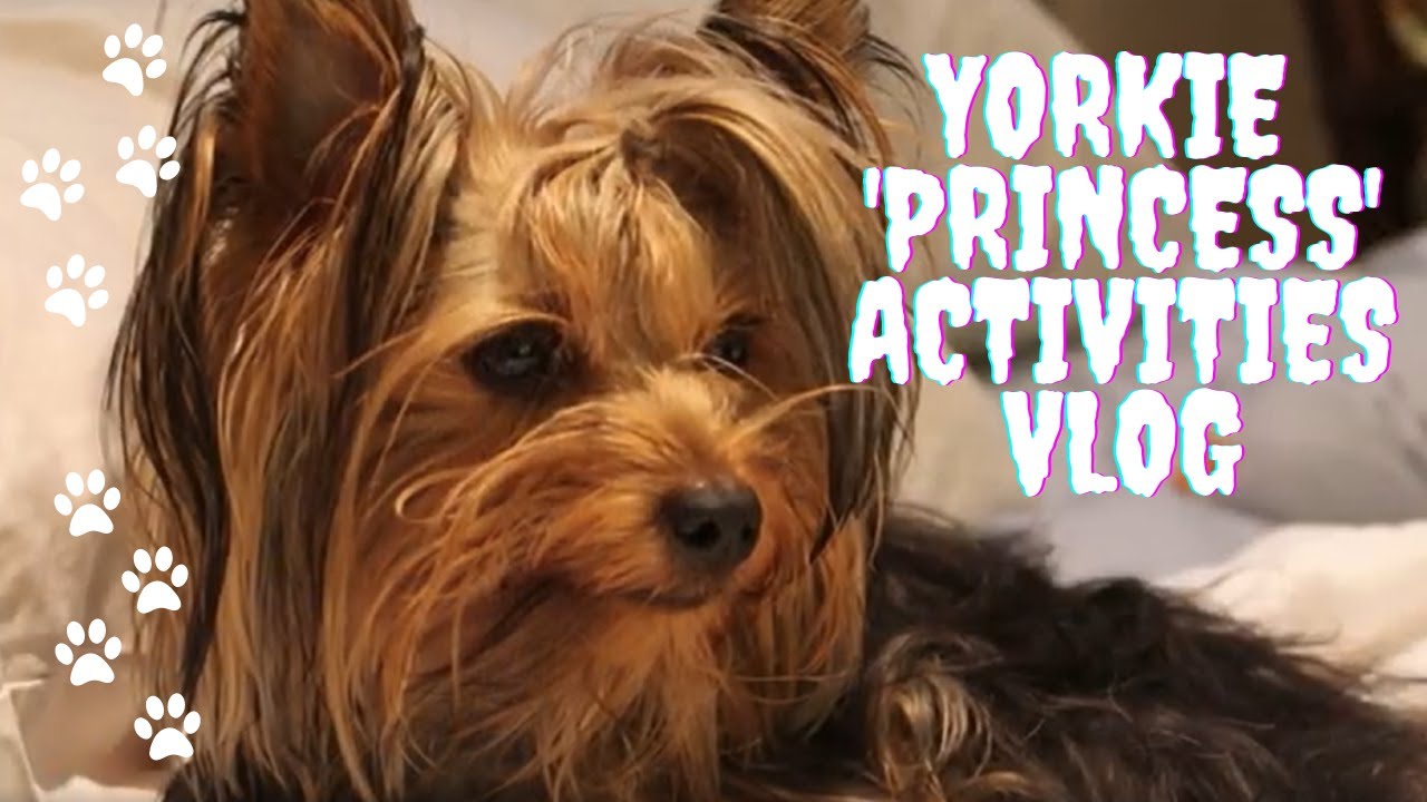 One year old Yorkie 'Princess,' Daily Activities Dec. 2020 - YouTube