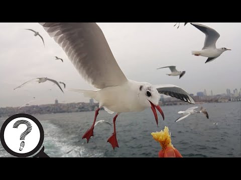 Bir Simit, Bin Martı