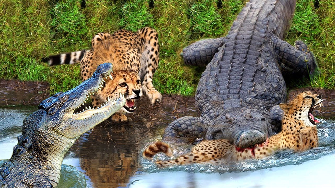Dire! What Cheetah Must Do To Escape From The Swamp King's Terrifying ...